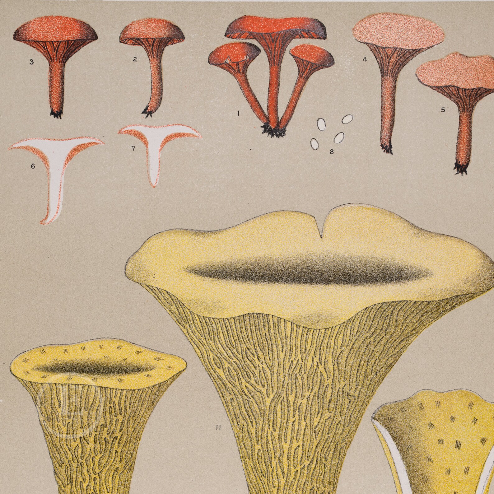 EDIBLE FUNGI: Cinnabar and Floccose Chantarelle - Rare Plate Lithograph ...