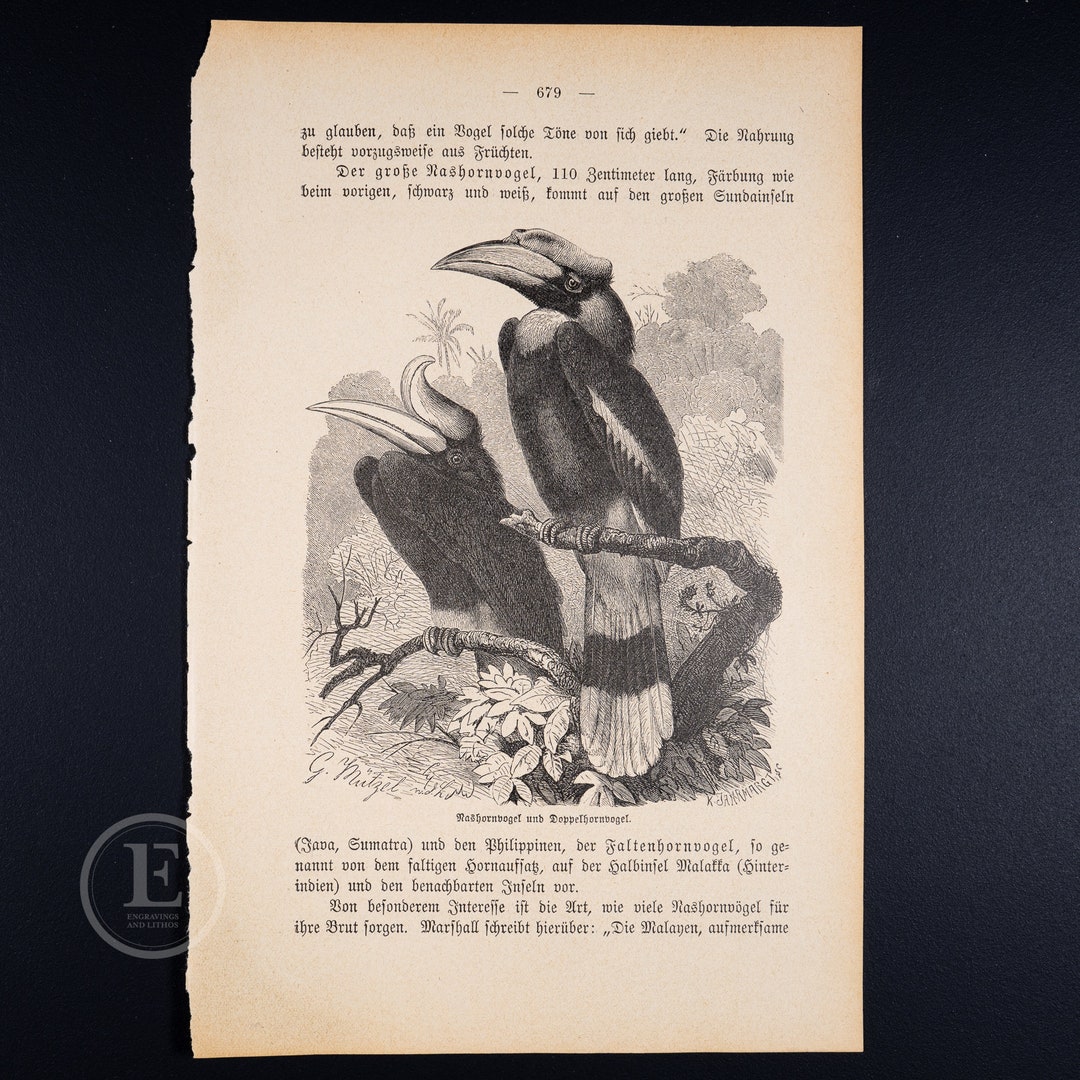 Hornbill and Double Hornbill - Original Black and White Lithography ...