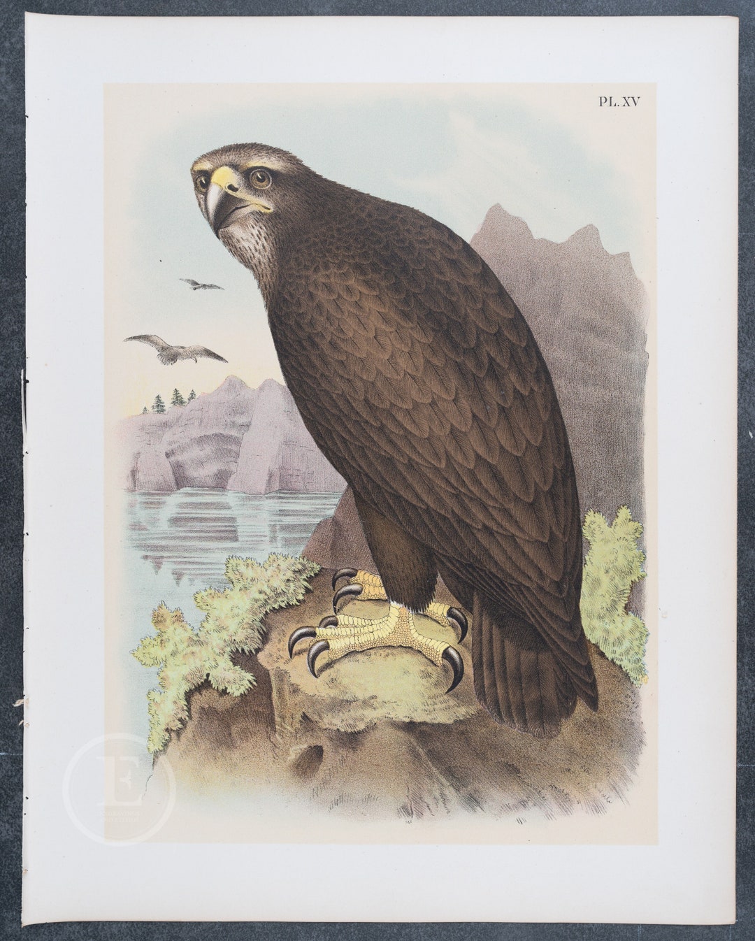1878 Sea Eagle Bird . Original Print Chromolithograph . Big Size Real ...