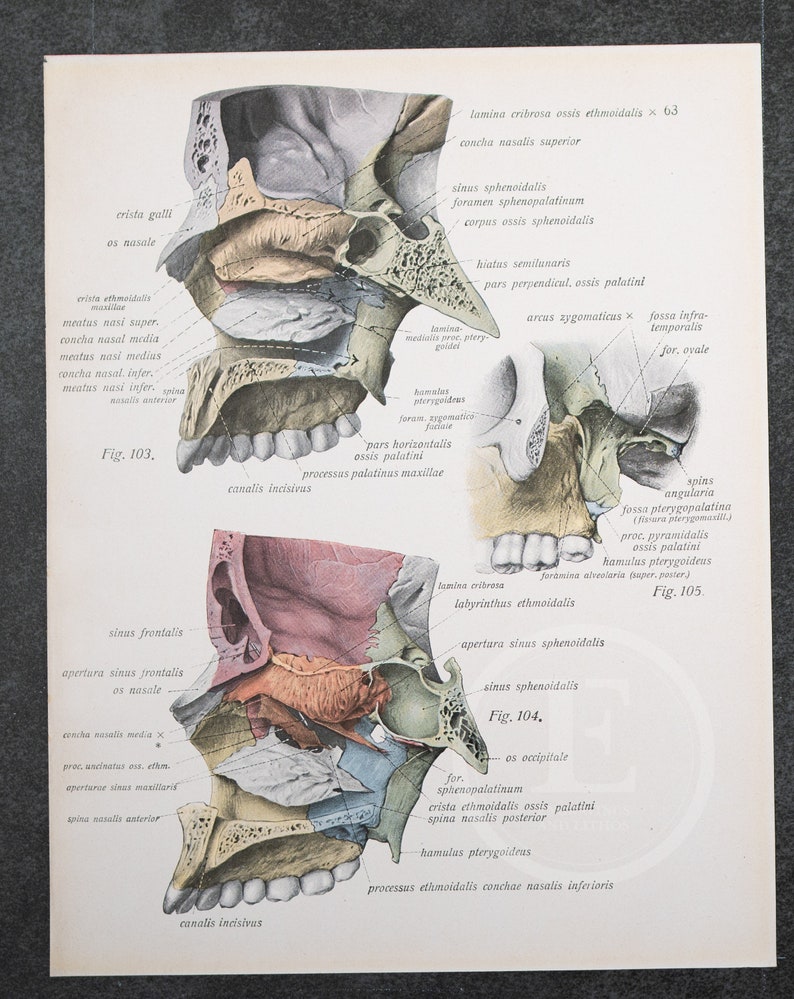 1926 Nasal Cavity and Palatal Fossa – Vintage Human Anatomy Print - Etsy