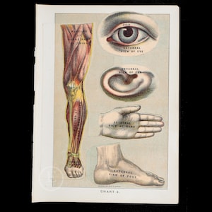 1901 EYE, LEG, HAND - Interactive Human Anatomy - Original Lithograph ...