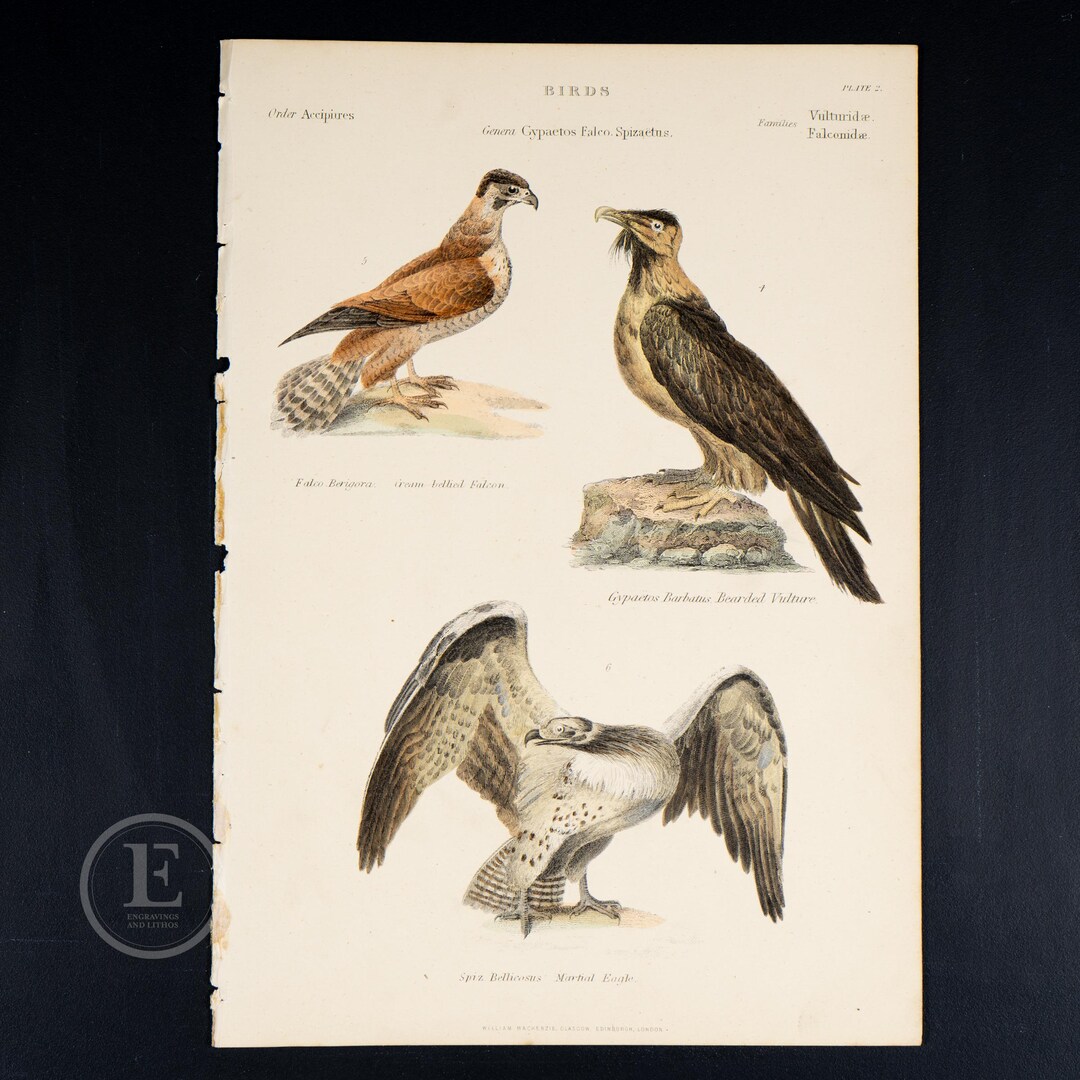 1859 BIRDS: Cream Bellied Falcon, Bearded Vulture, Martial Eagle - Hard ...