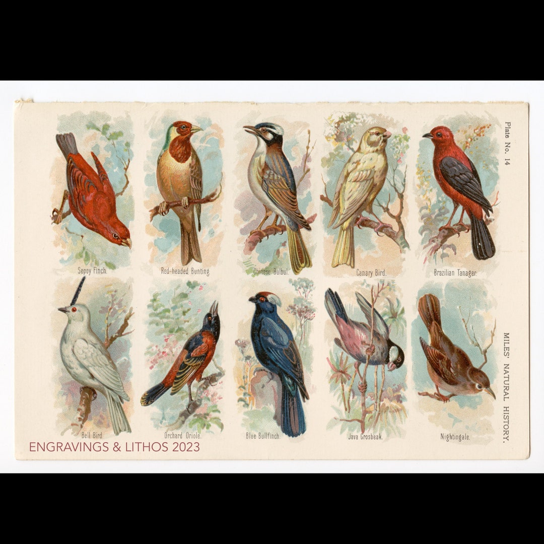 Birds: Finch, Canary, Nightingale, Tanager, Bulbul - Original Plate ...