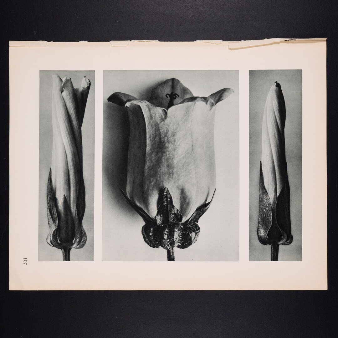 1929 - BINDWEED and BELLFLOWER – Karl Blossfeldt Photogravure From ...