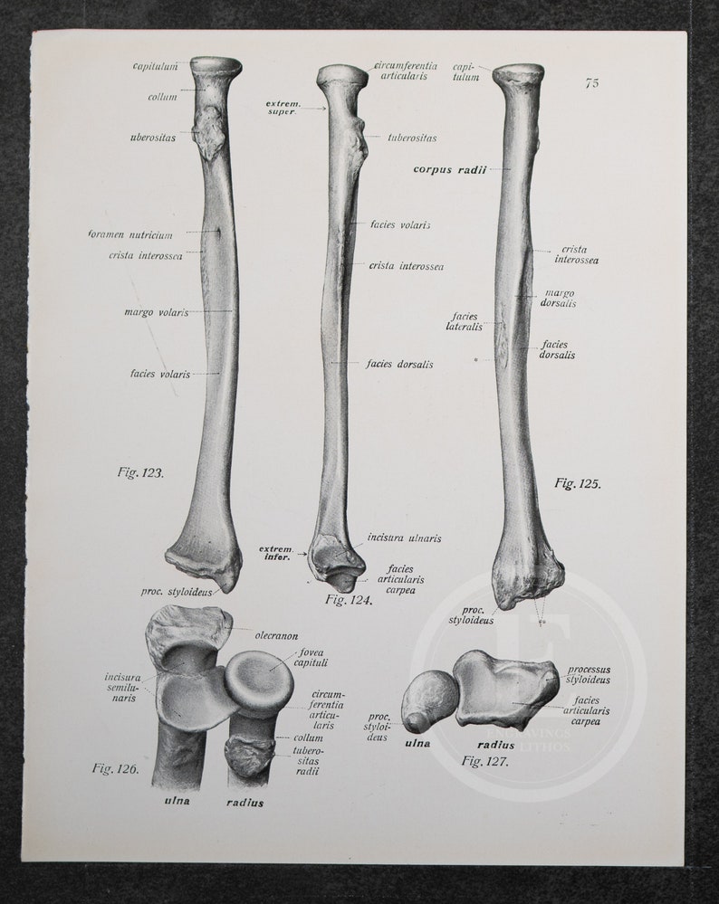 1926 Hand Bones and Carpal – Vintage Human Anatomy Medical Print - Etsy
