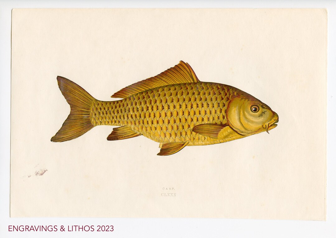 1894 Carp Fish - Original Chromolithography From British Fresh Water ...
