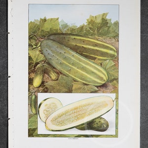 Cucumbers - Original Vintage Color Lithography 1911 - Etsy