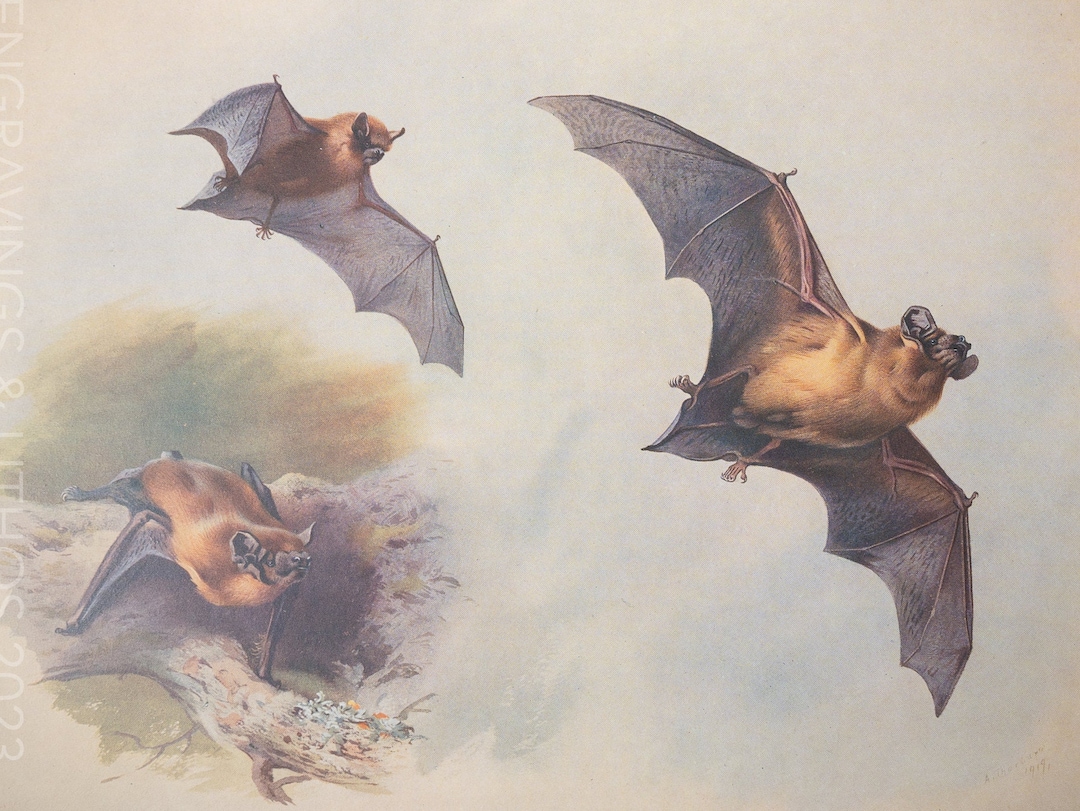 Noctule and Common Bat - Vintage Print From the Book "british Mammals ...