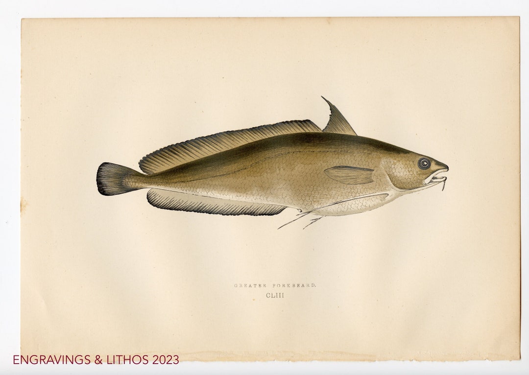 1894 Greater Porkbeard Fish - Original Chromolithography From British ...
