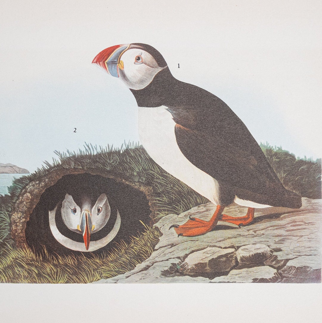 Atlantic Puffin and Razor-billed Auk Vintage Print From john James ...