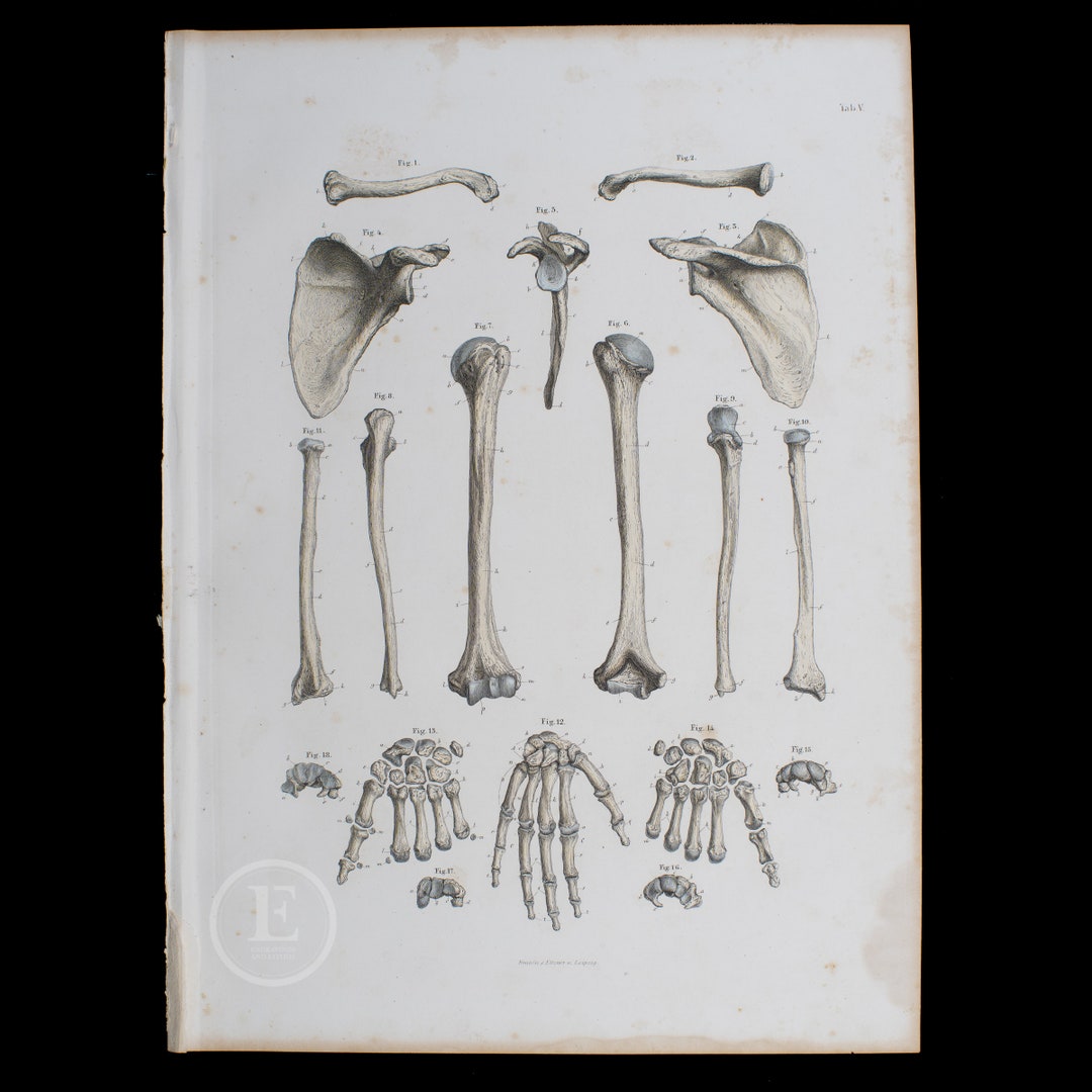 1860 Bones of the Upper Limb - Original Steel Engravings From a German ...