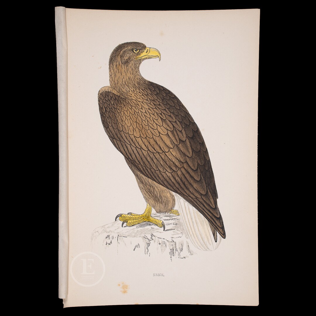 ERNE - British Birds - Original Colored Engraving 1856, Ornithology ...