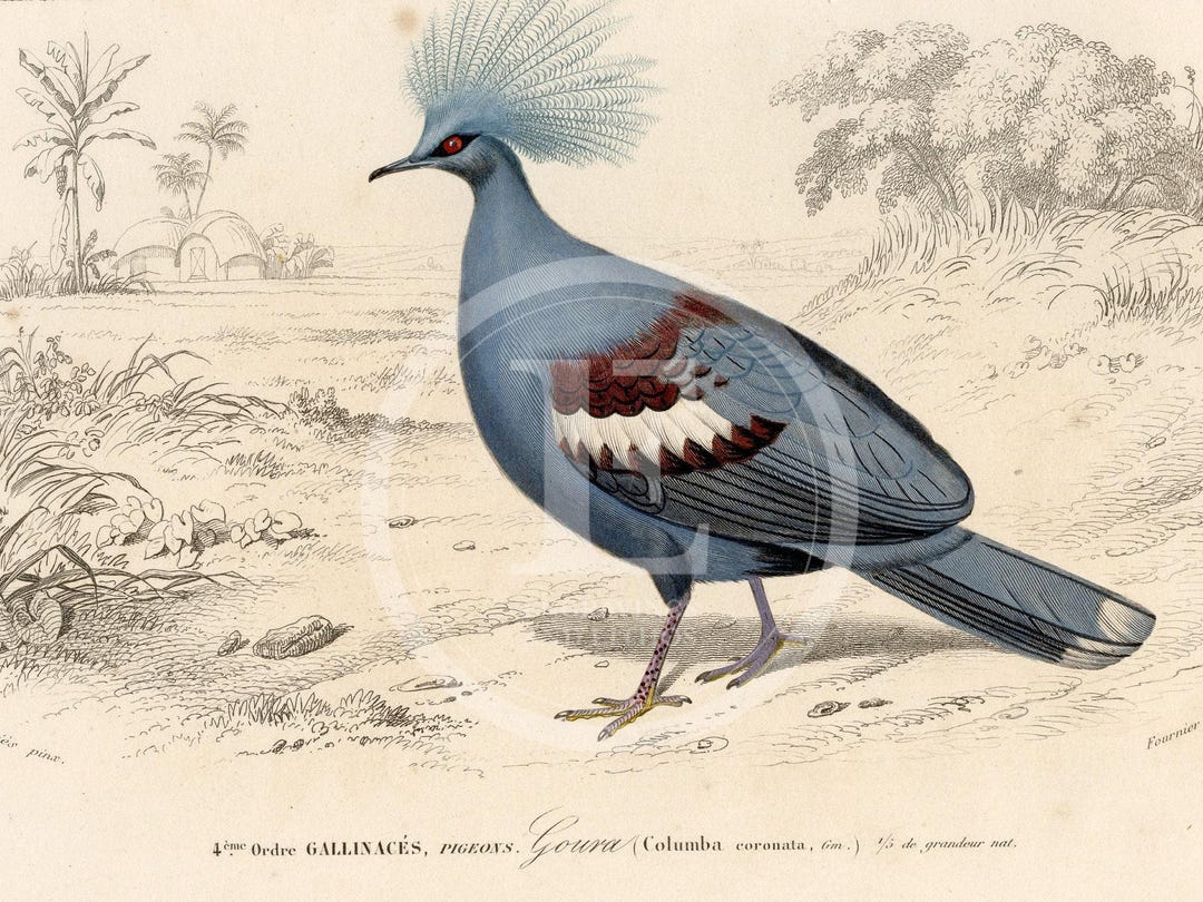 1849 - Western Crowned Pigeon – D’orbigny Natural History Engraving ...