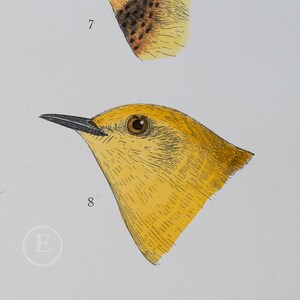 Northern Parula, Warblers, Wagtails and Meadow Pipit - Original Print ...