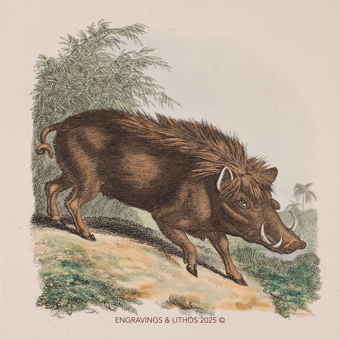 Ethiopian Boar - Original Engraving From a Nature French Book by Cuvier ...