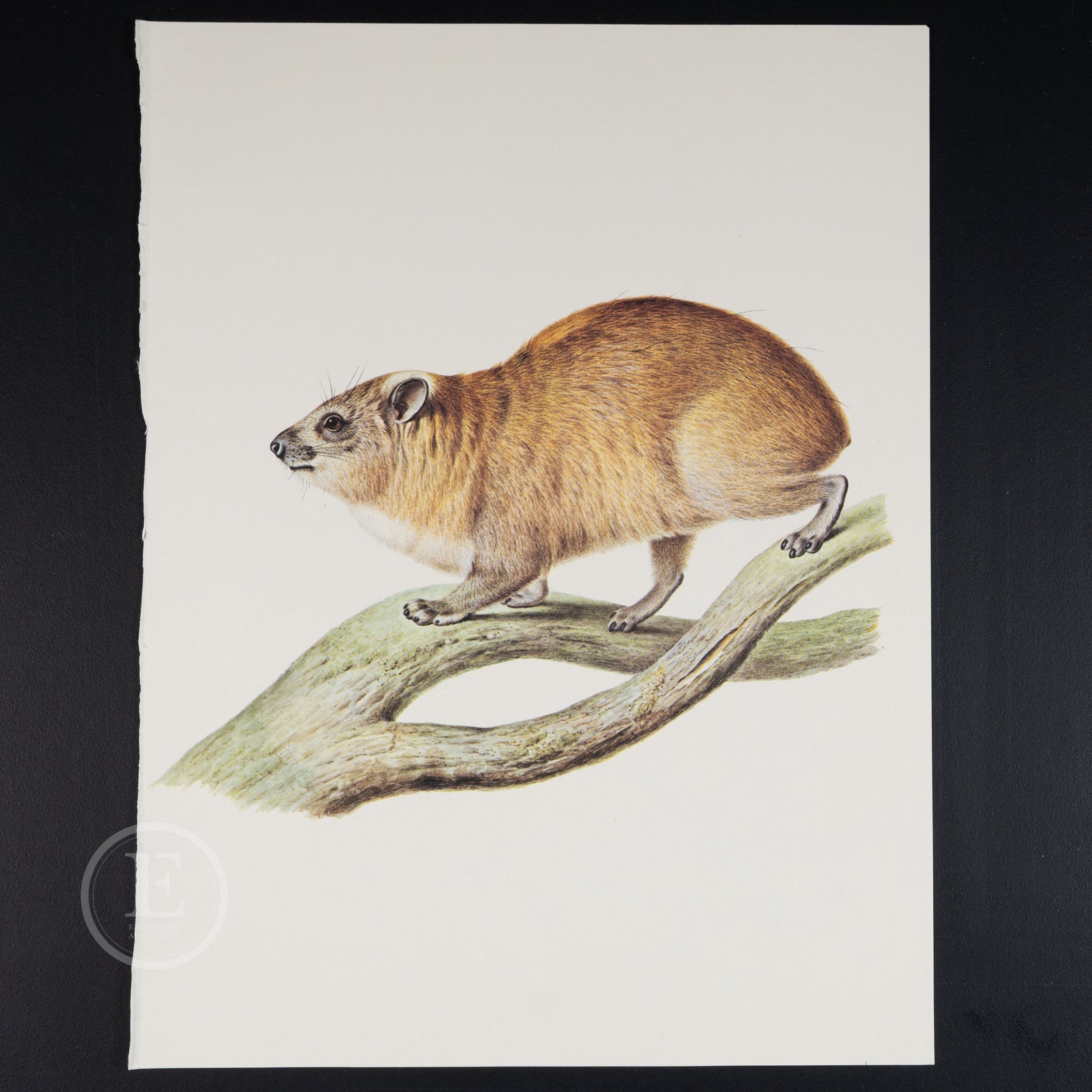 1970 TREE HYRAX Vintage Lithograph Ornithology Print of Larousse ...