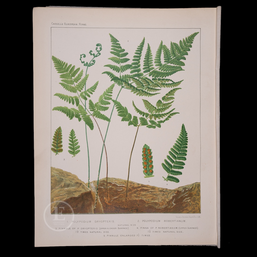 OAKFERNS: Western and Limestone - Antique Original Chromolithography ...