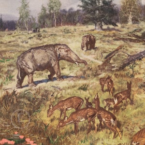 The Miocene Scene - Original Vintage Lithograph Print of Extinct ...