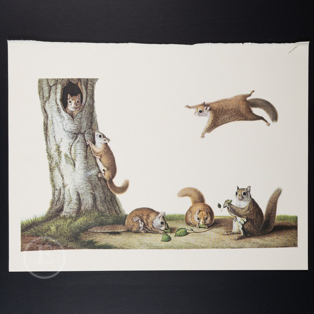1970 EASTERN FLYING SQUIRREL - Vintage Lithograph Print of Larousse ...