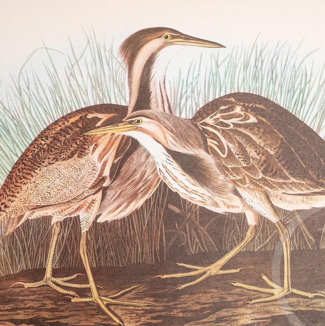 American Bittern and Bemaculated Duck -vintage Print From "john James ...
