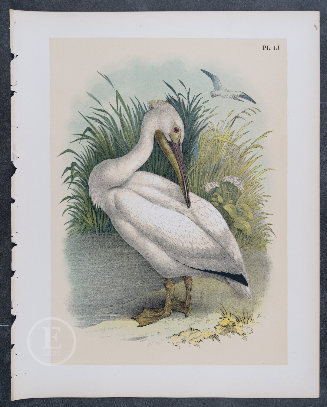 1878 White Pelican Bird . Original Print Chromolithograph . Big Size ...