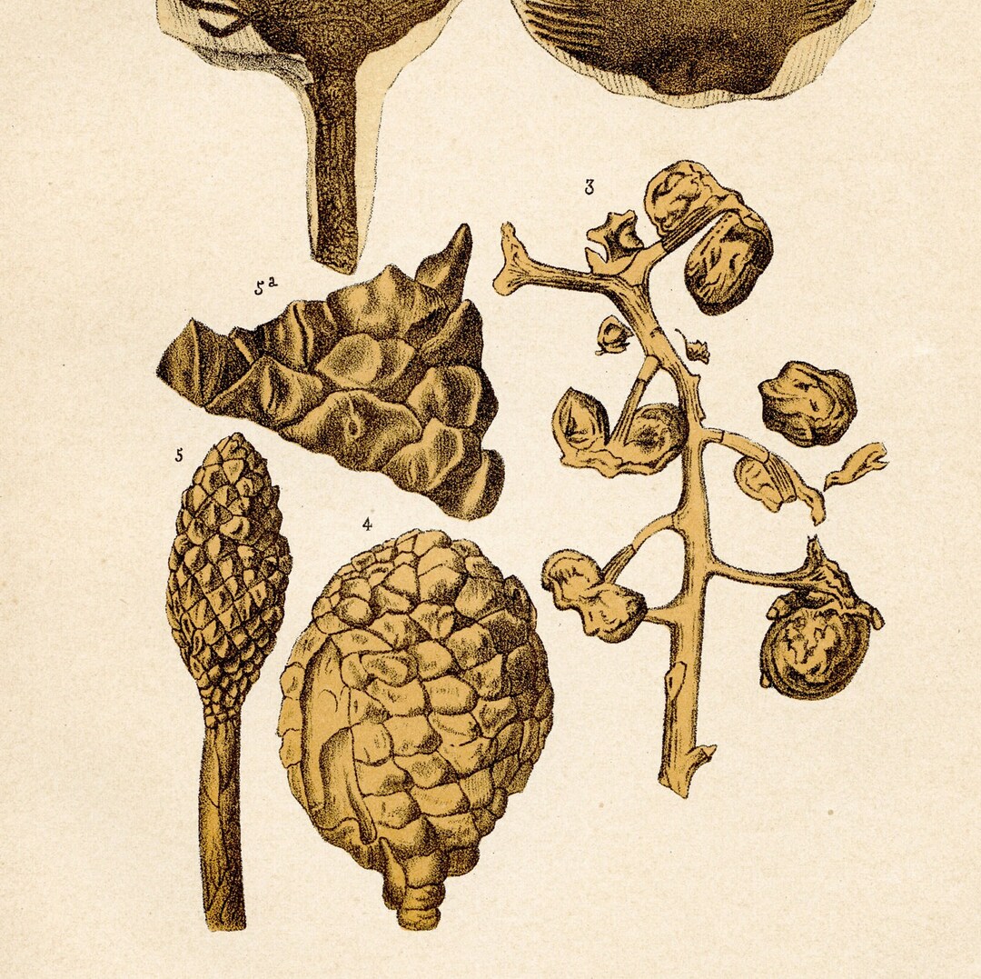 The Gymnosperms:conifers, Cycads, Ginkgo, and Gnetophytes - Original ...