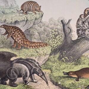1872 Anteater, Platypus, Pangolin, Armadillo, Three-toed Sloth ...
