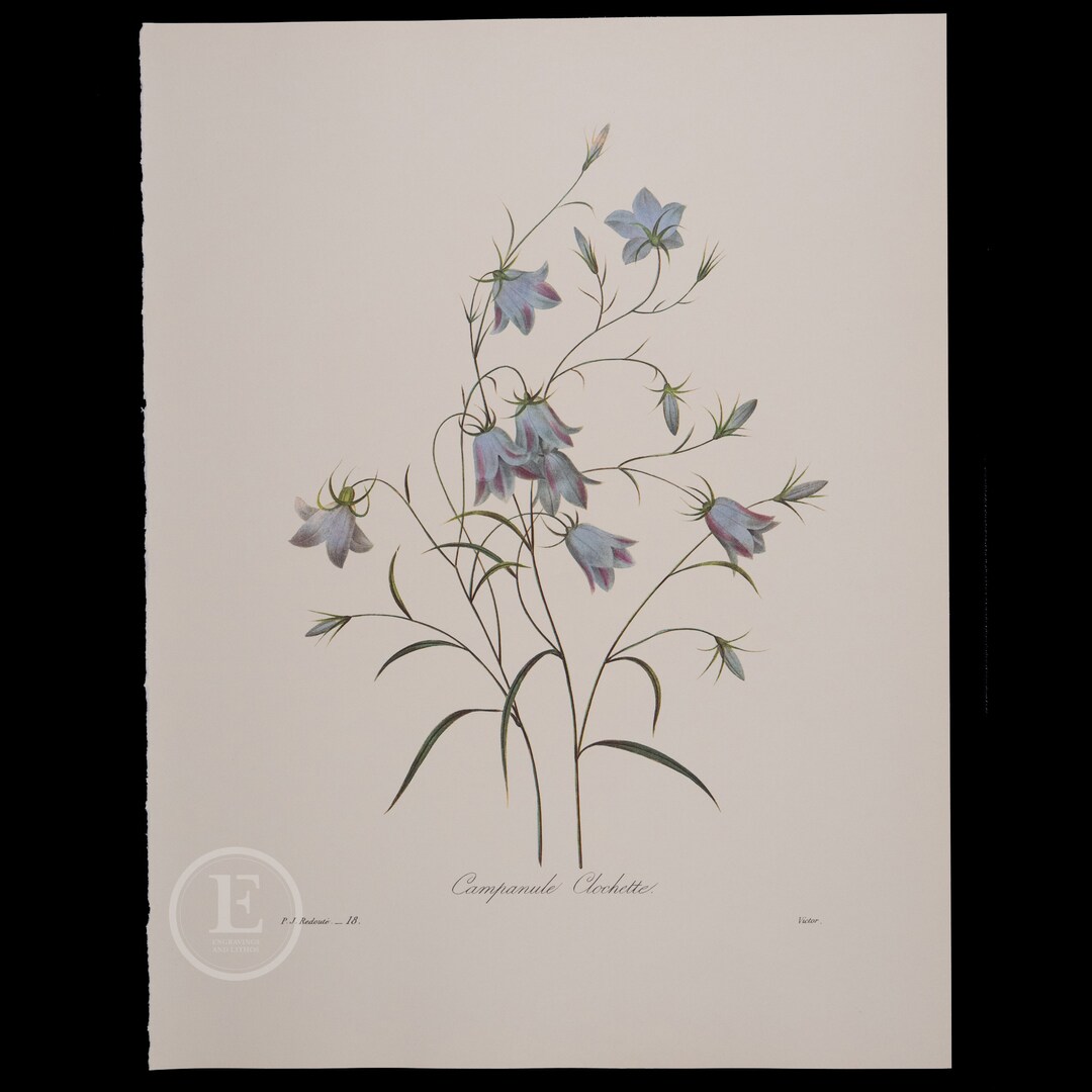 ALPINE BELL FLOWERS Flowers and Fruits by Pierre Redoute Vintage ...