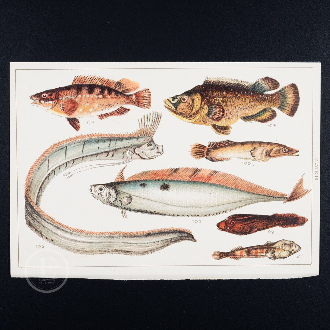 Ballan and Comber Wrasses, Ribbon and Deal Fish, Doubled-spotted Sucker ...