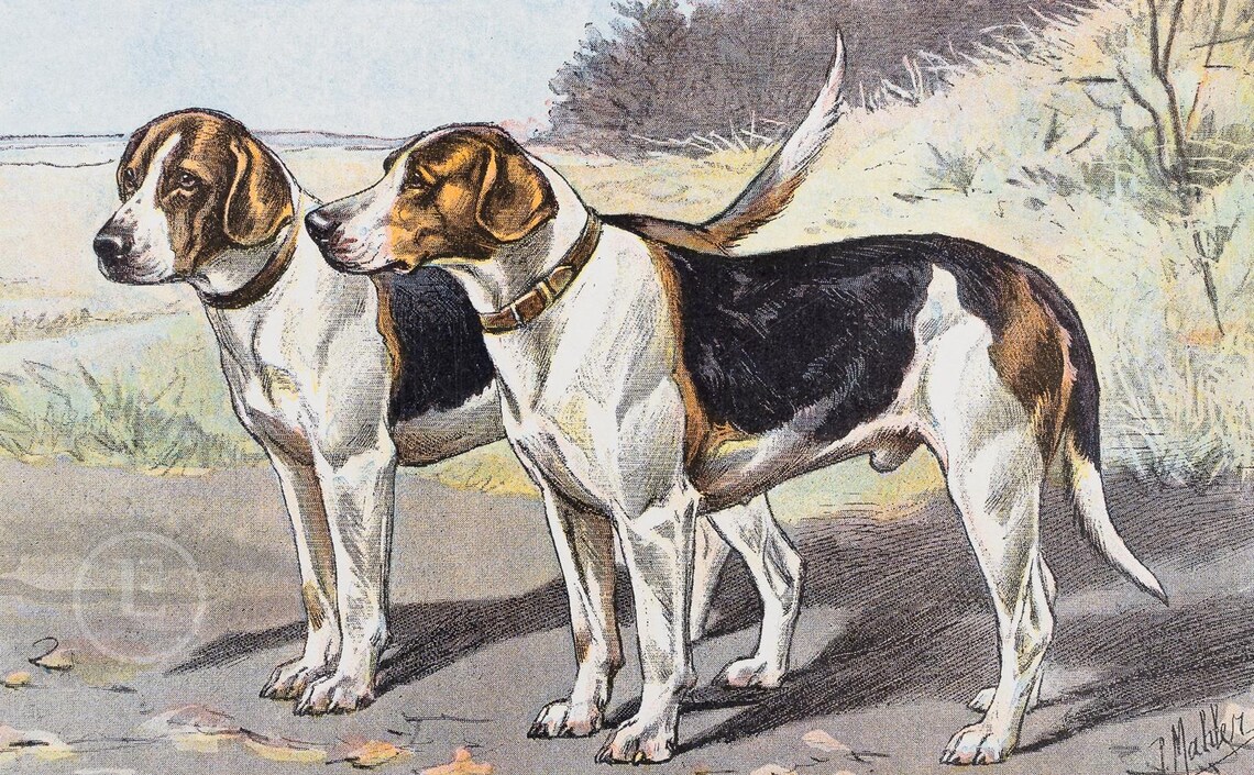 1907 FOXHOUND Hunting Dog - 117-year-old Lithography Print From Antique ...