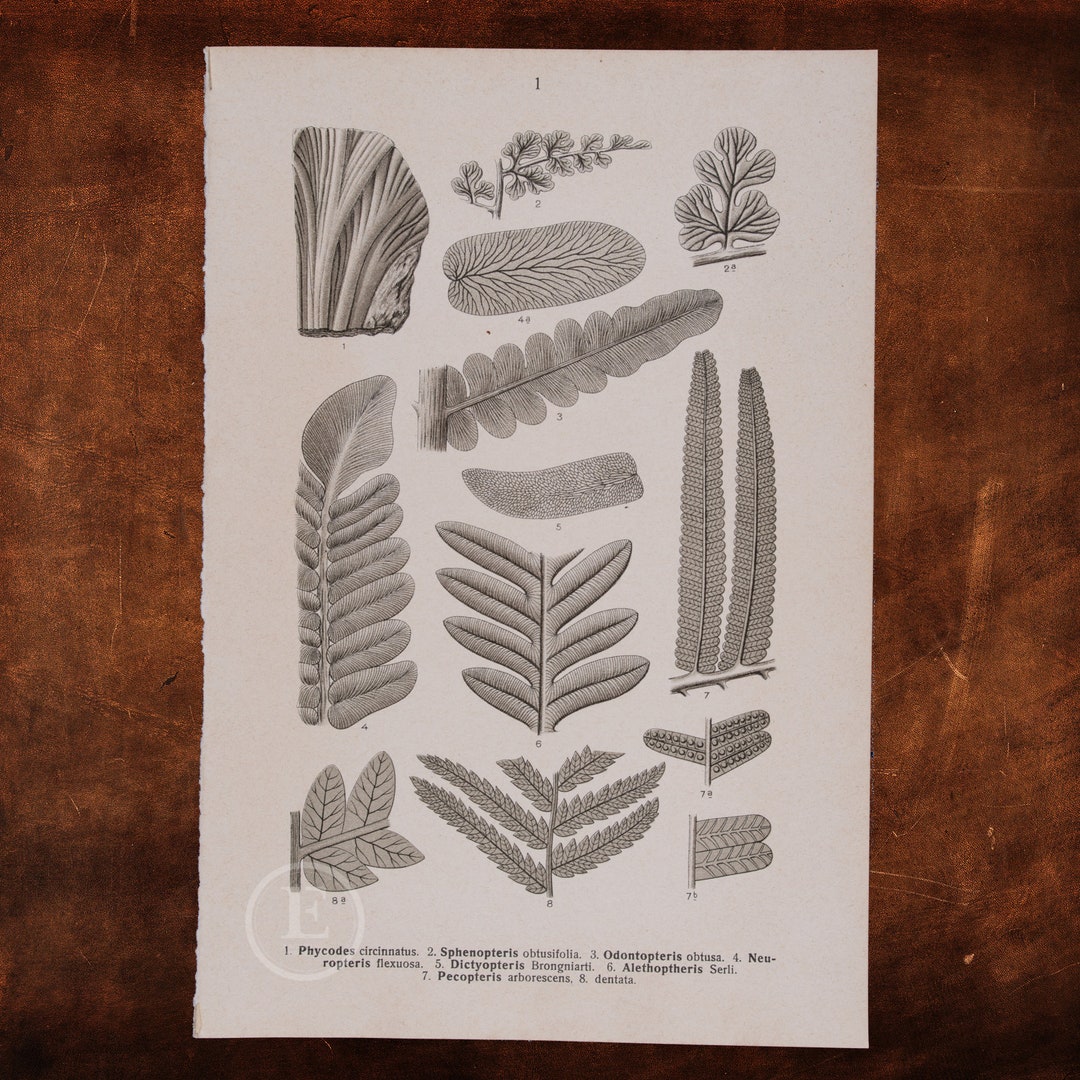 Ferns: Seaweed, Toothed Fern, Wavy Fern, Netted Fern, Serli's Winged ...