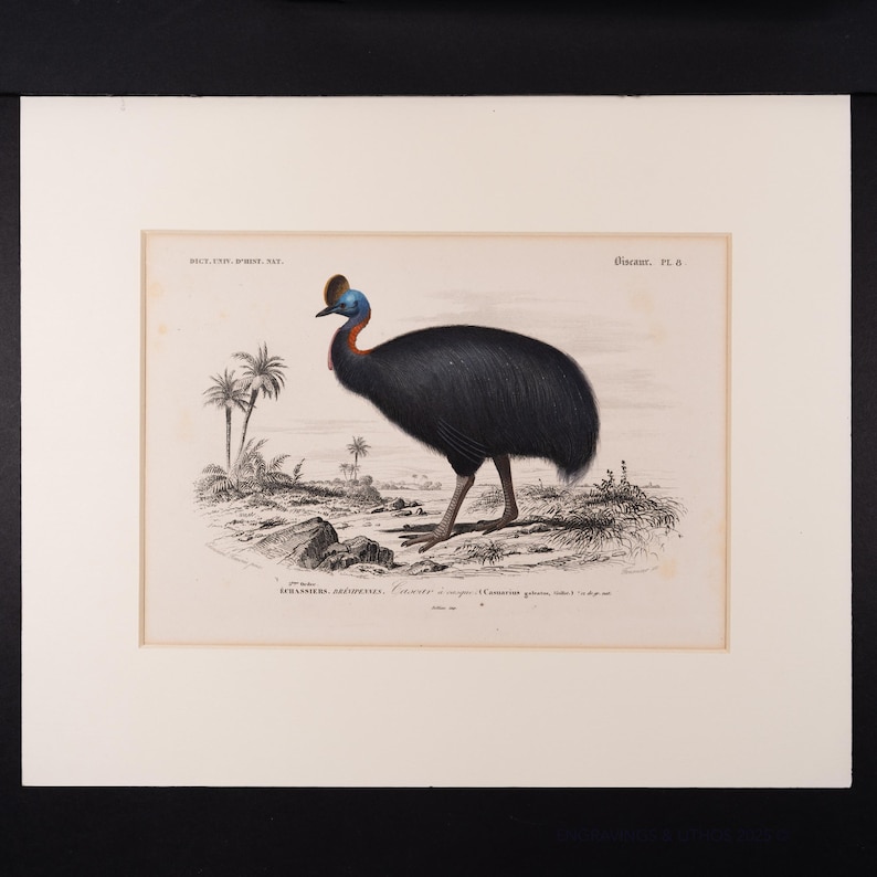 1849 - CASSOWARY – Original D’orbigny Hand-colored Engraving, Matted - Etsy