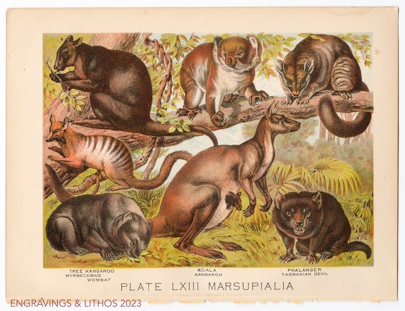 Tree Kangaroo, Wombat, Koala, Kangaroo, Tasmanian Devil - Original ...
