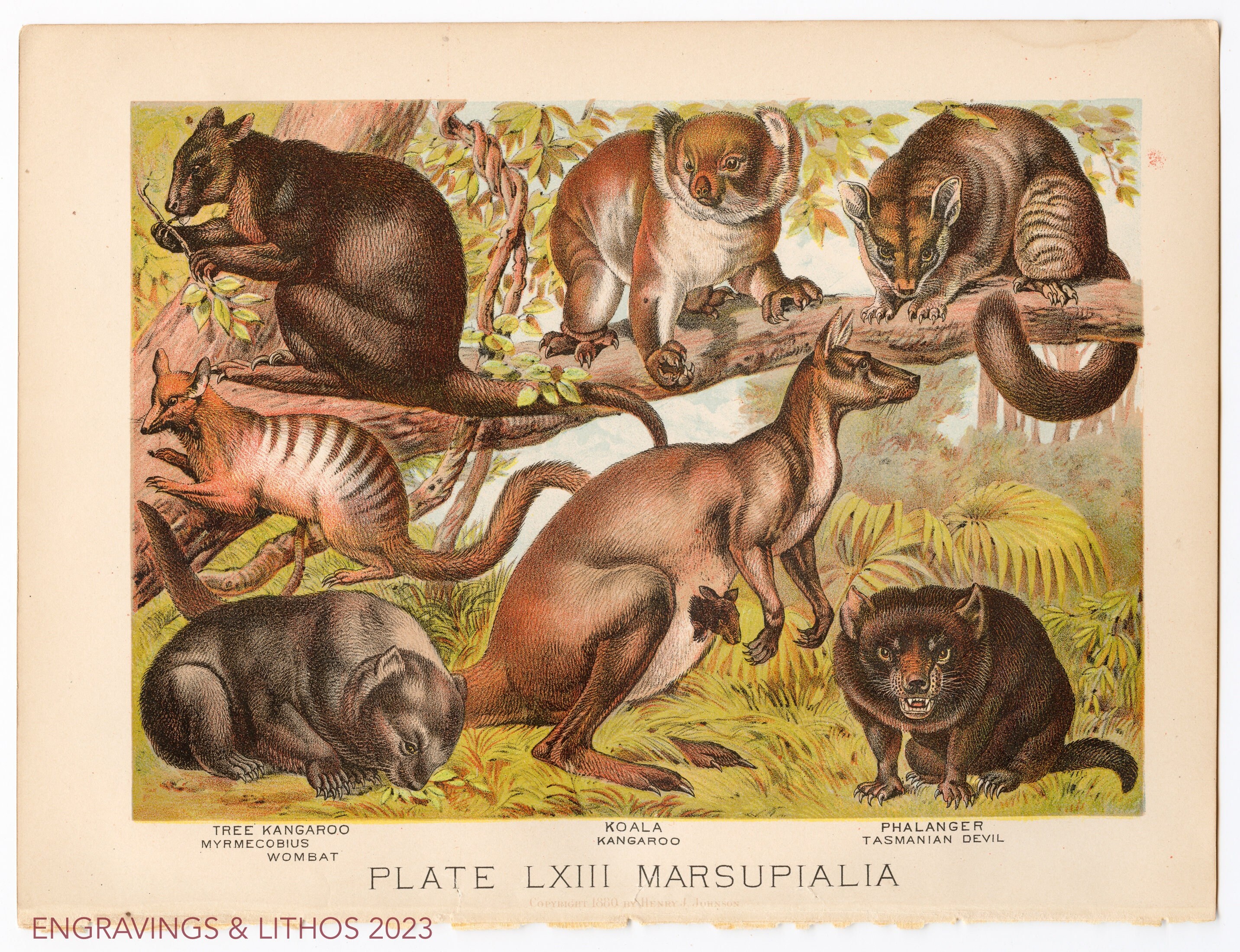 Tree Kangaroo, Wombat, Koala, Kangaroo, Tasmanian Devil - Original ...