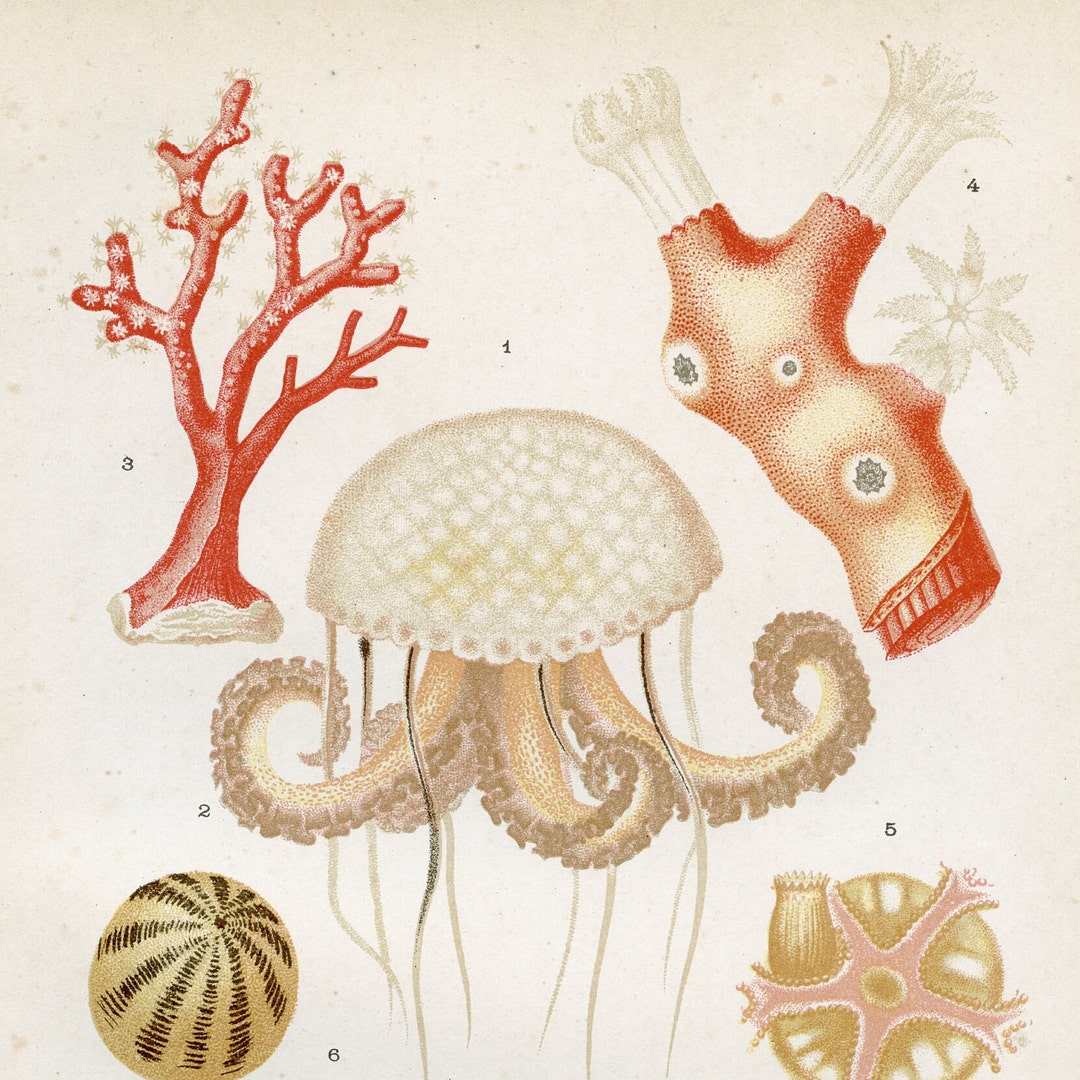 Red Coral Polyps Jellyfish Original Plate From - Etsy