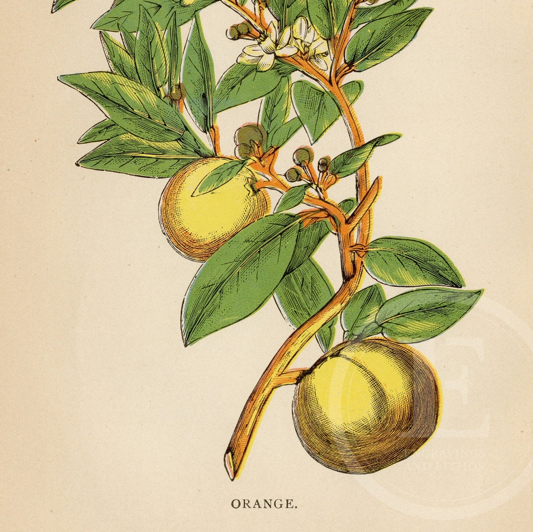 Orange - Original Color Lithography 1886 - Etsy