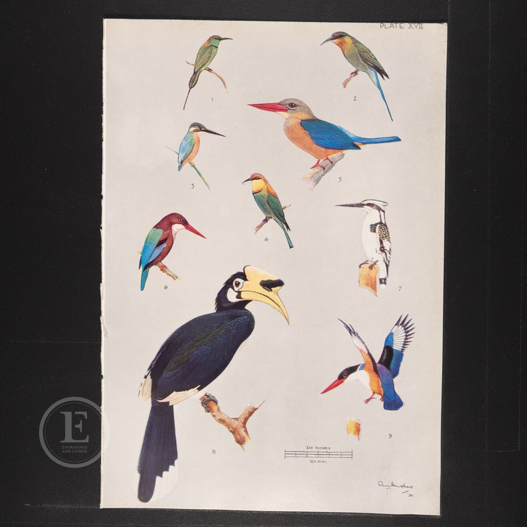 Green and Blue Bee-eaters, Kingfishers and Pied Hornbill - Original ...