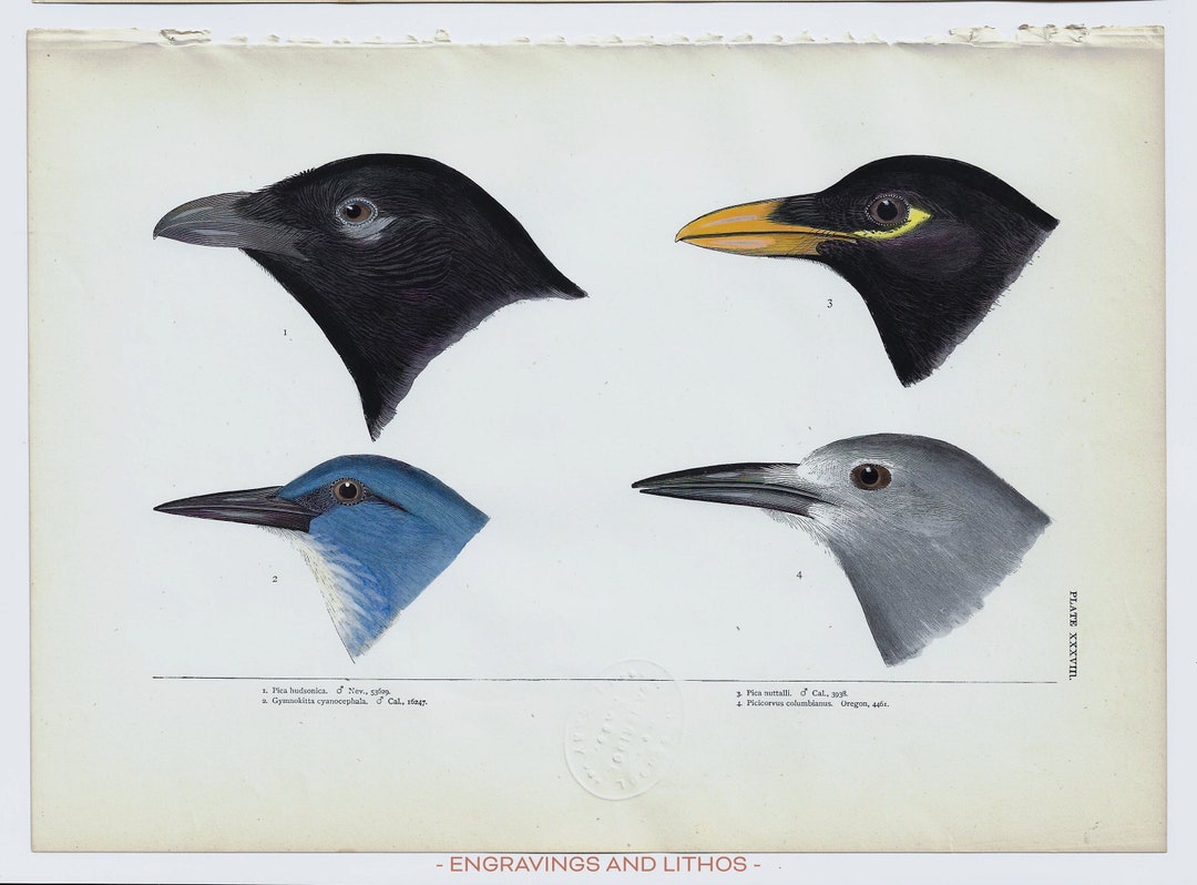 The Crows: Pinyon Jays, Yellow and Black-billed Magpies - Original ...