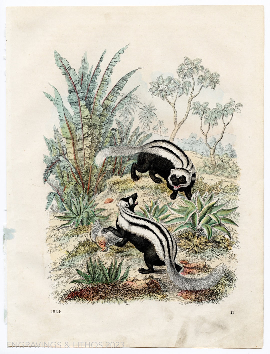 1864 European Polecat - Rare Plate "book of the World " by Carl Hoffman ...