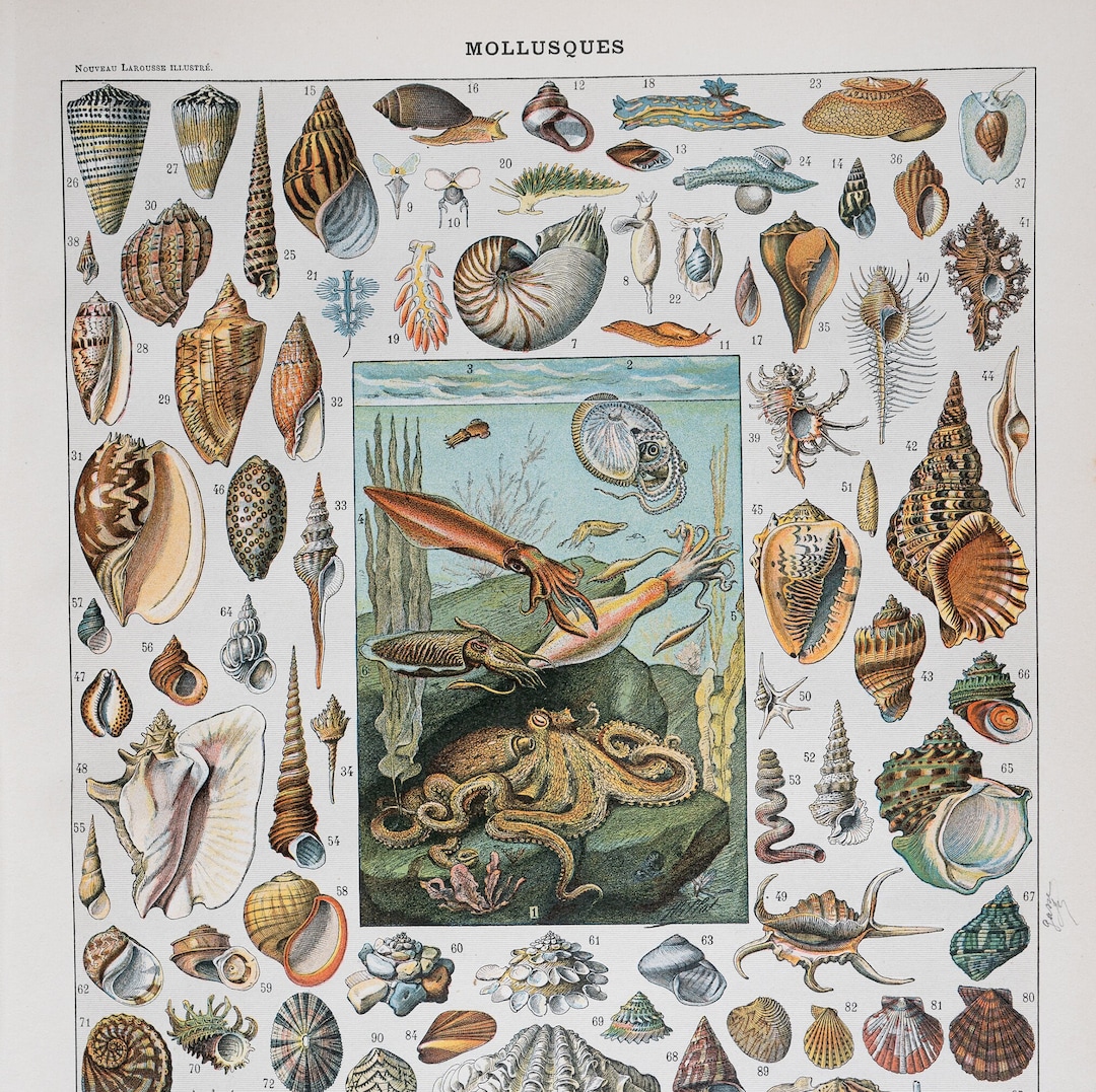 Varieties of Mollusks, Including Scallop, Clam, Conch, Snail, and Squid ...