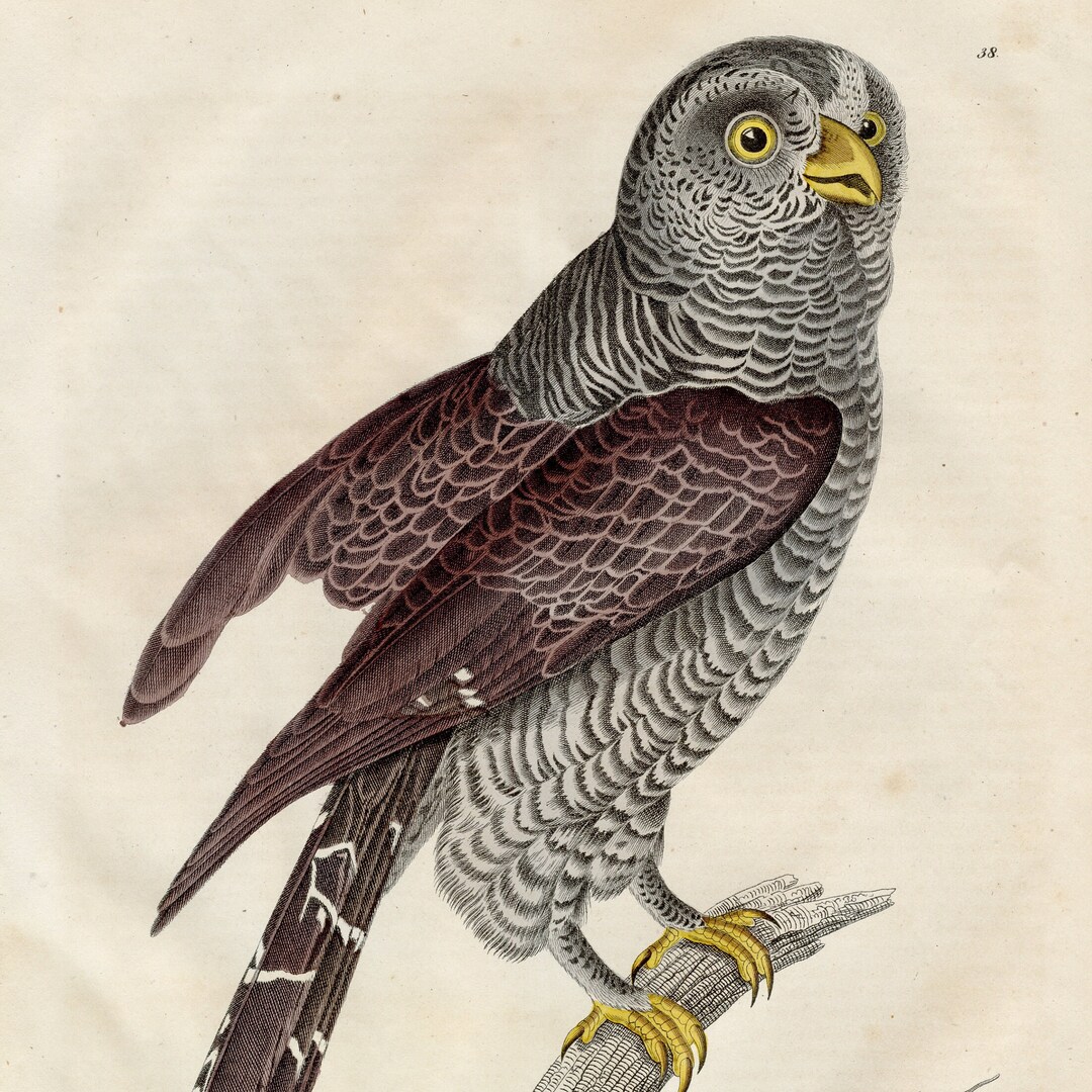 1844 Buzzard Bird - Extremely Rare, Hand-colored From "book of the ...