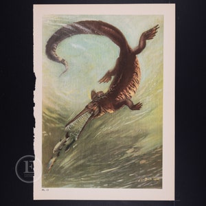 Mesosaurus: Middle Lizards, Extinct Aquatic Reptiles - Original Vintage ...
