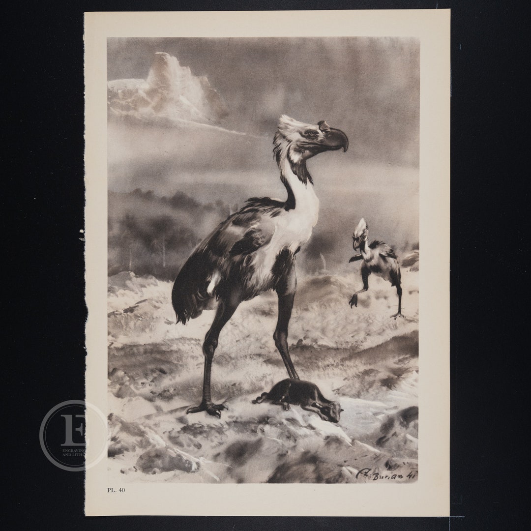 Phorusrhacos: Giant Flightless Terror Bird From Miocene Epoch ...