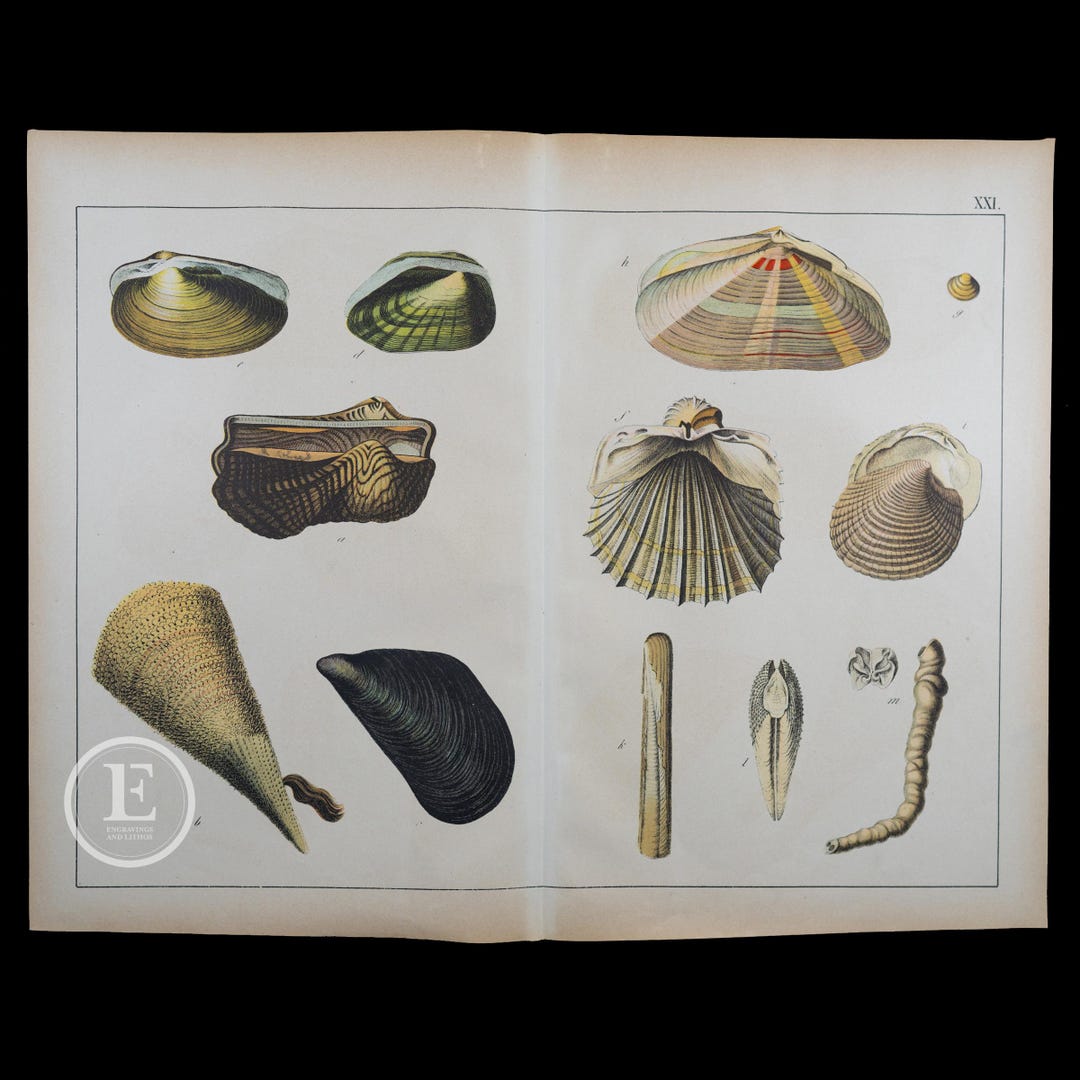 1872 SHELLS: Noah's Ark, Noble Pen, Mussel, Cockle - Original ...