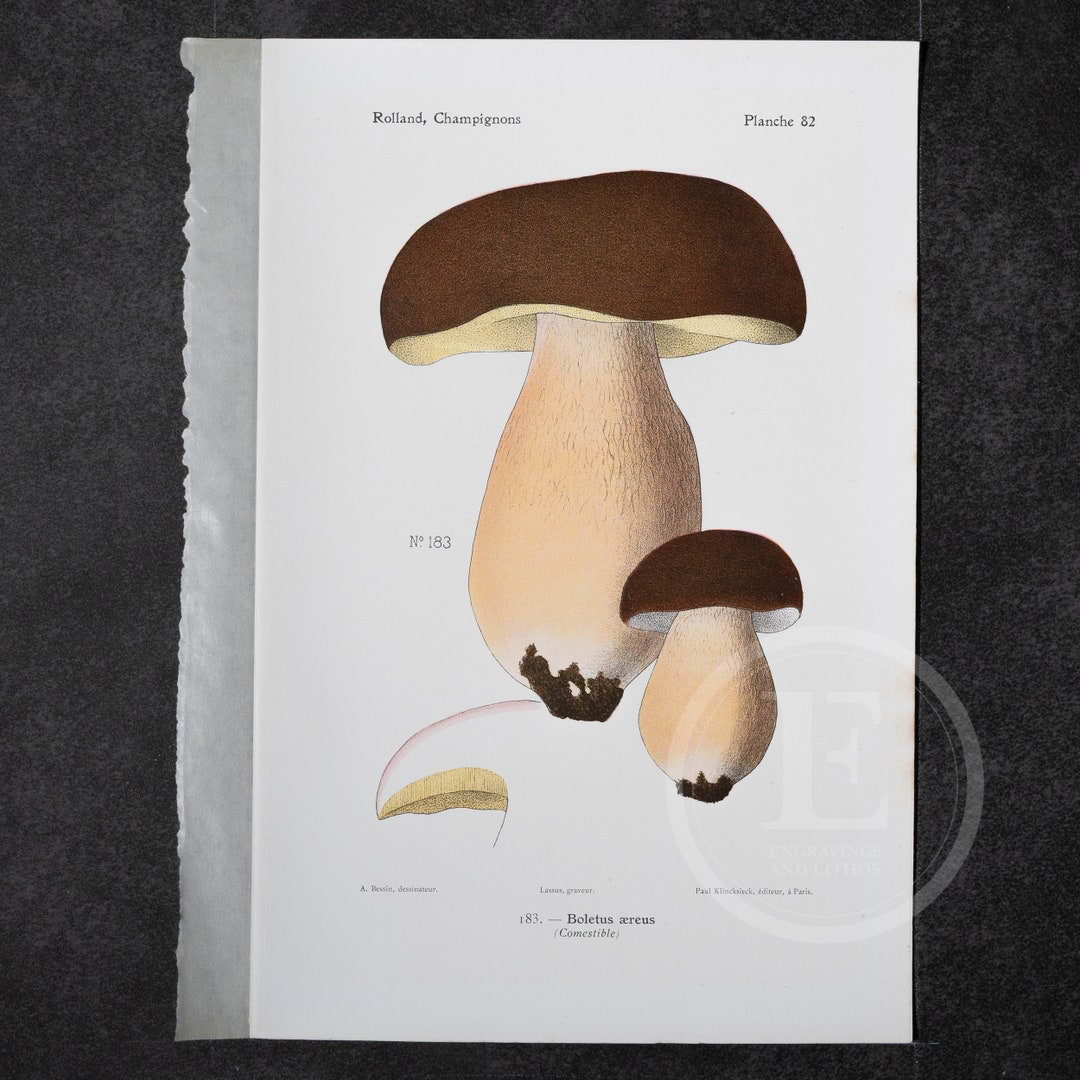 Queen Bolete Original Vintage Color Lithography 1910 - Etsy