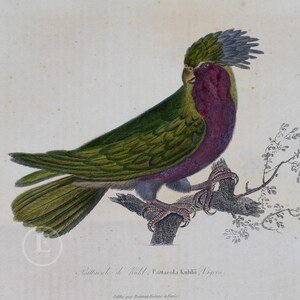 1840 ROSE-RINGED PARAKEET - Hand-colored Steel Engraving With Gum ...