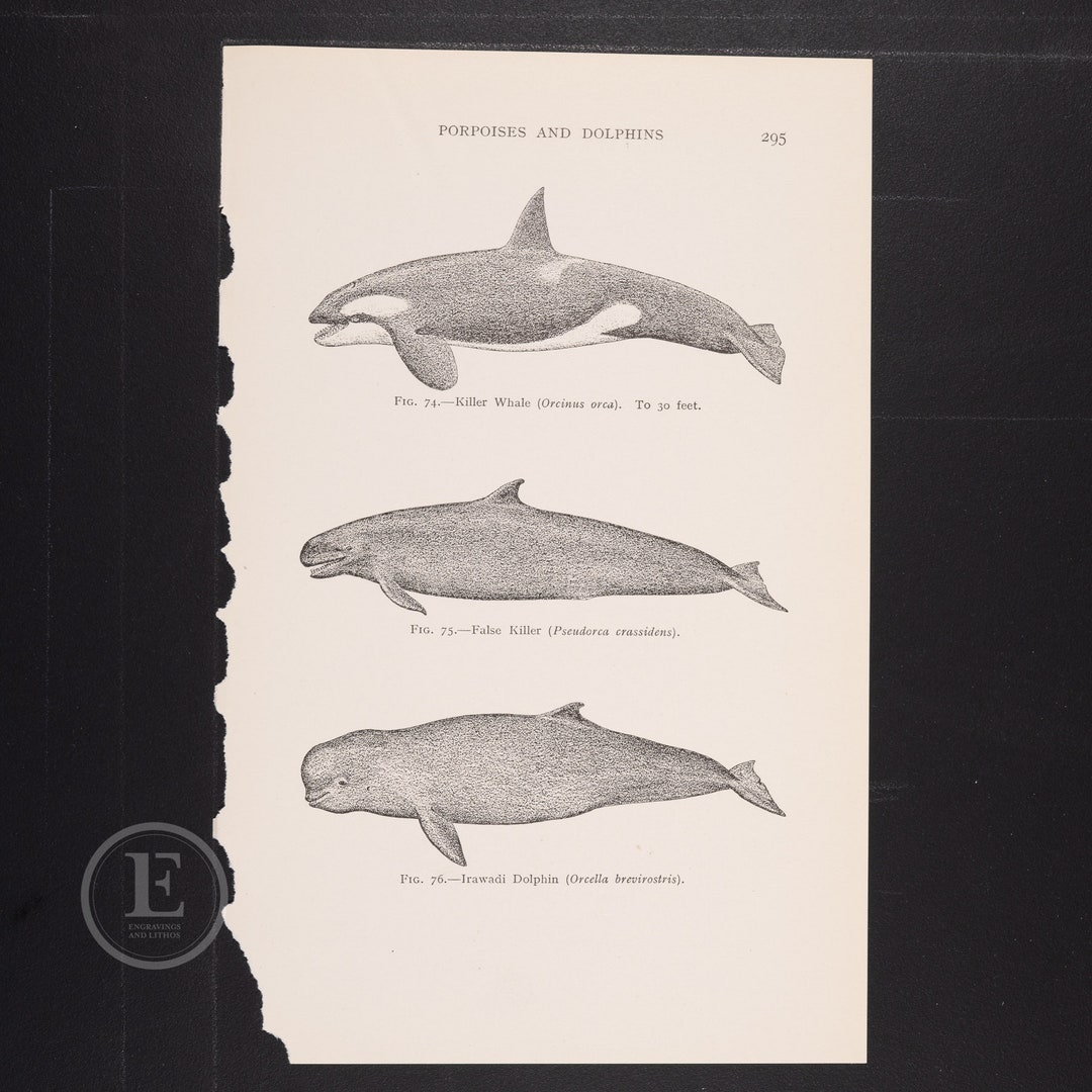 Porpoise and Dolphin: Killer/ False Killer/ Irawadi - Original Color ...