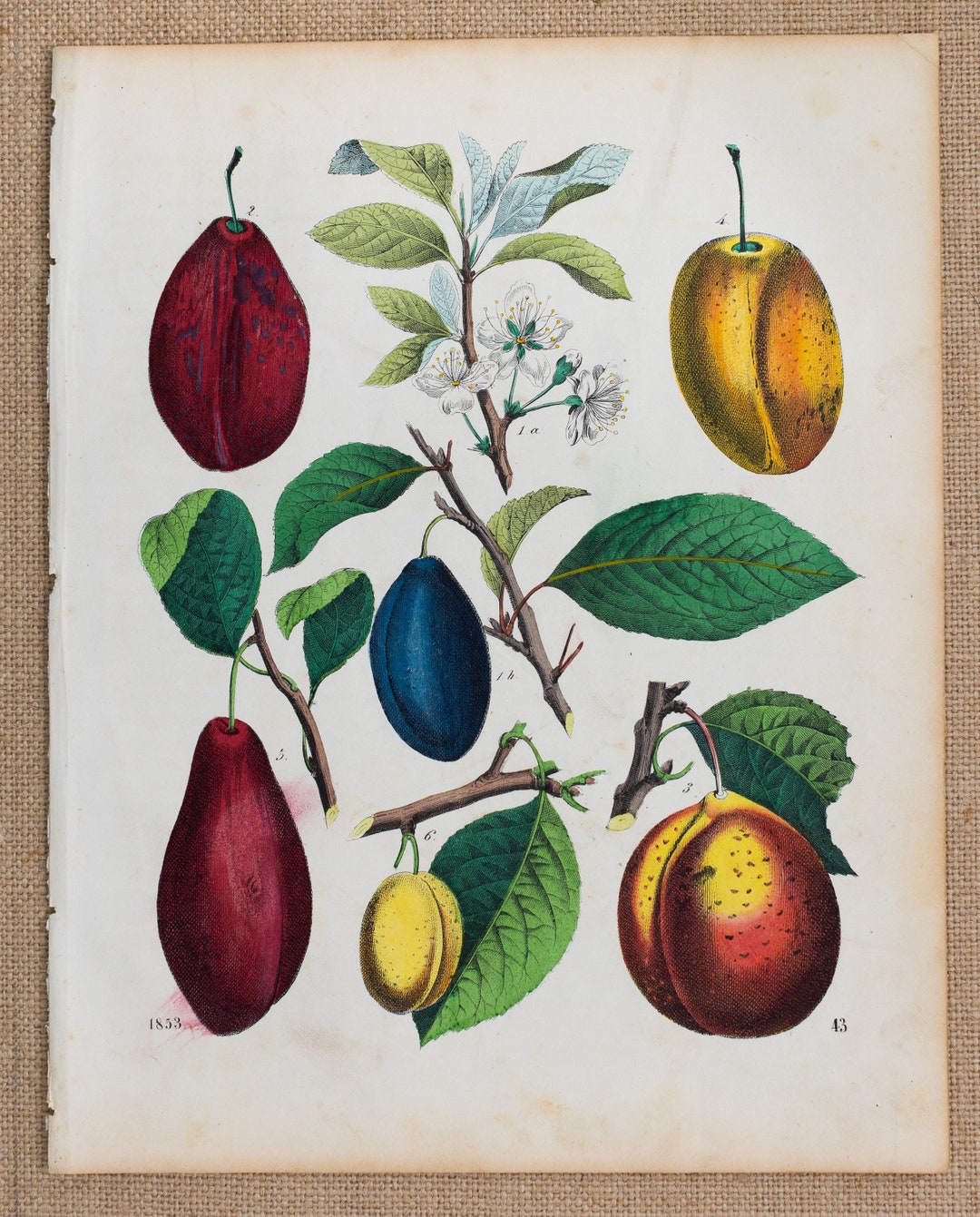 Plums - VERY RARE - Original Lithography Out of "book of the World" - Etsy
