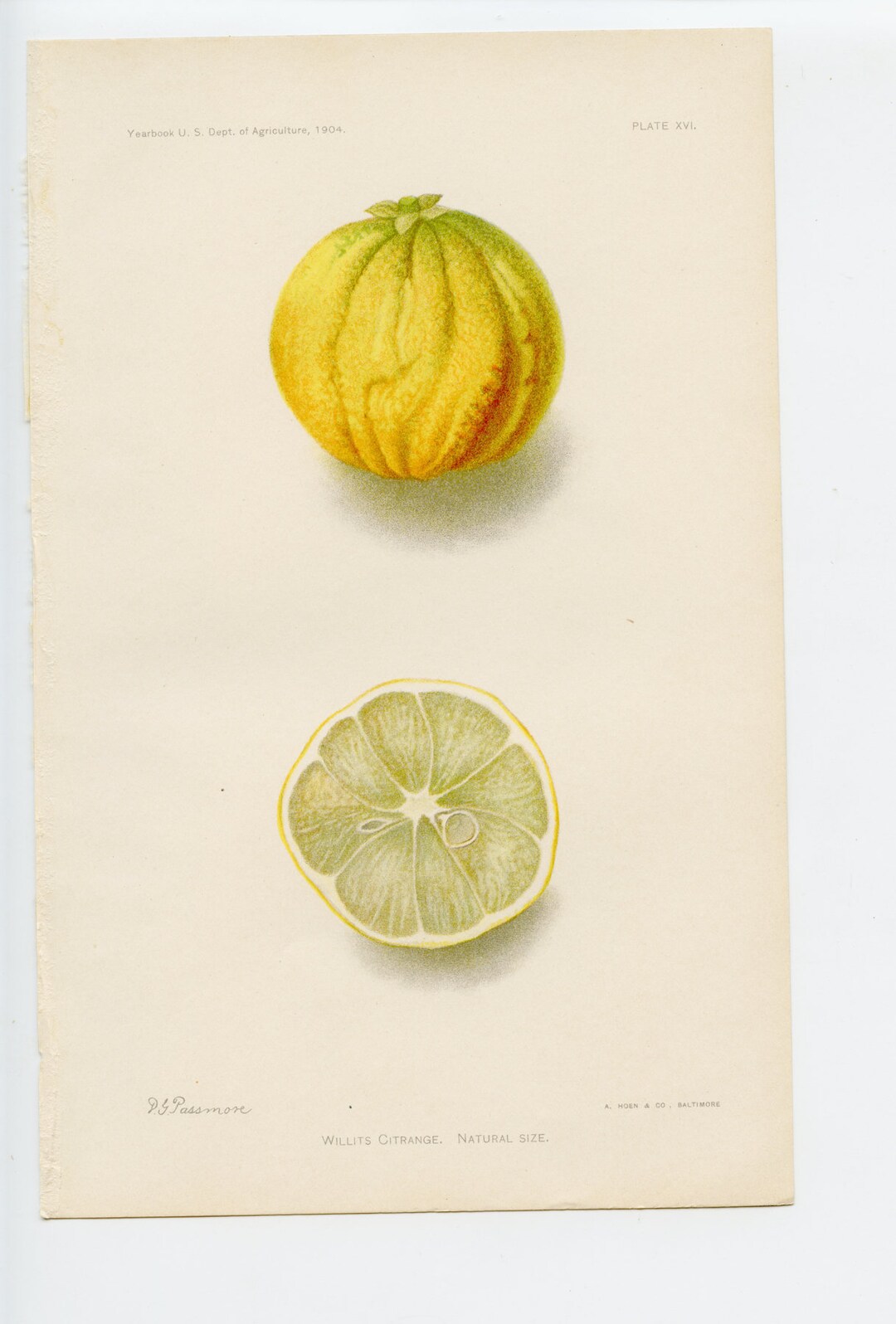 Willits Citrange - ORIGINAL PRINT Out of the Book "yearbook of the U.S ...