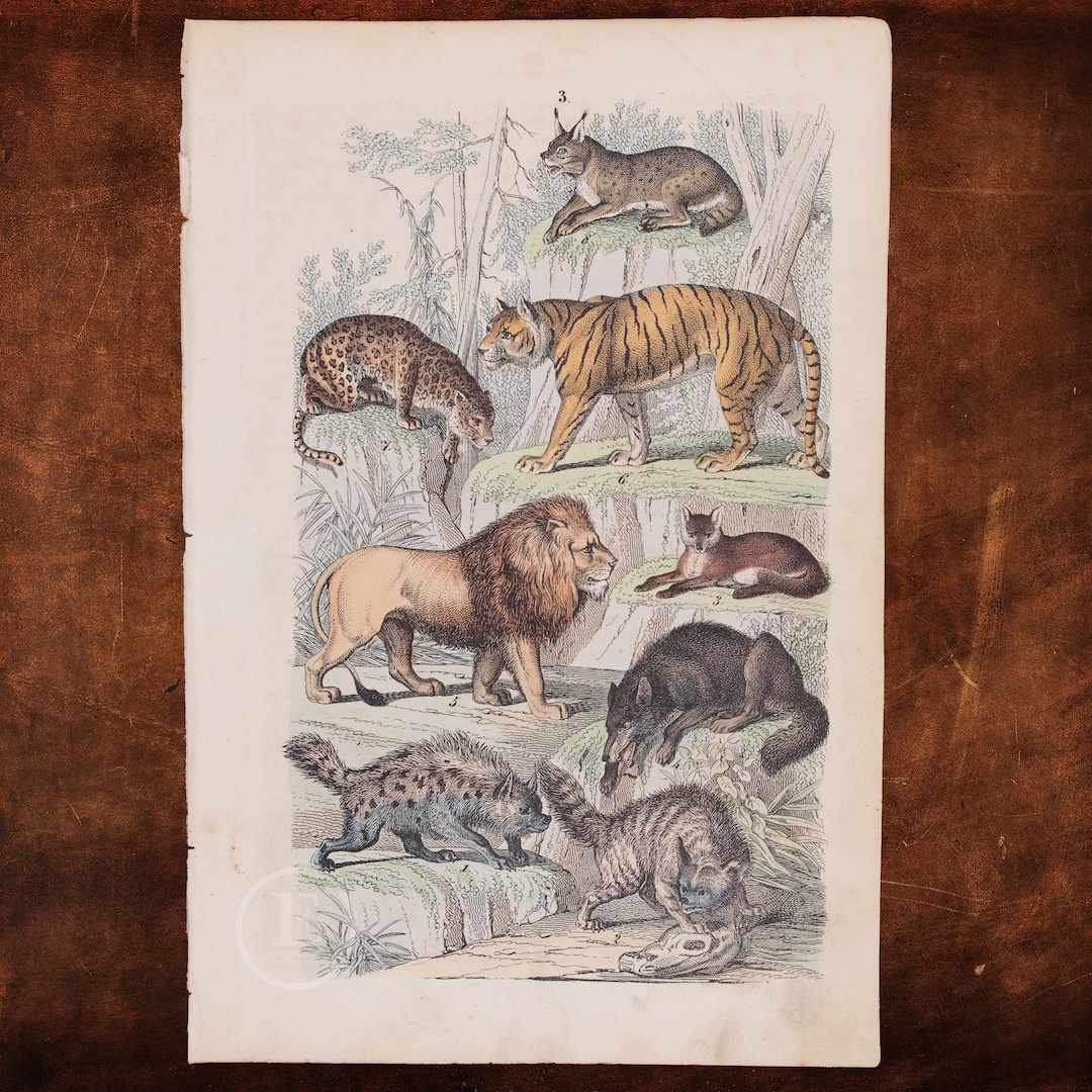 Spotted and Striped Hyenas, Fox, Wolf, Lion, Tiger, Leopard, Lynx ...